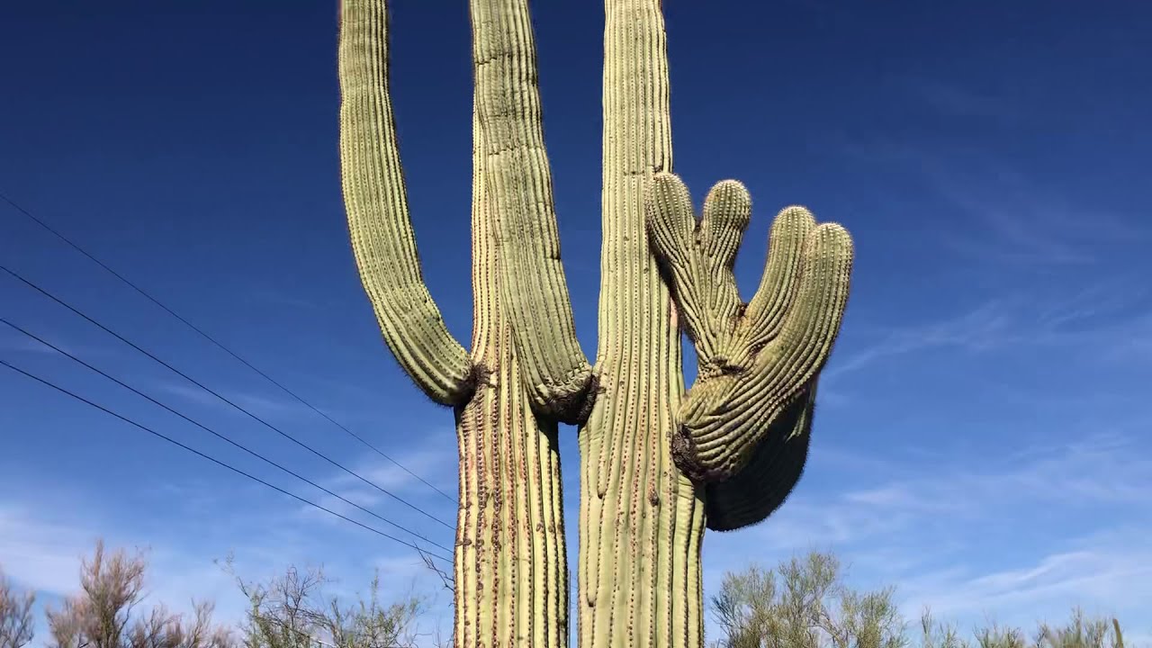 Saguaro of the Day: "No Roger No Rerun No Rent" in SNPW - YouTube