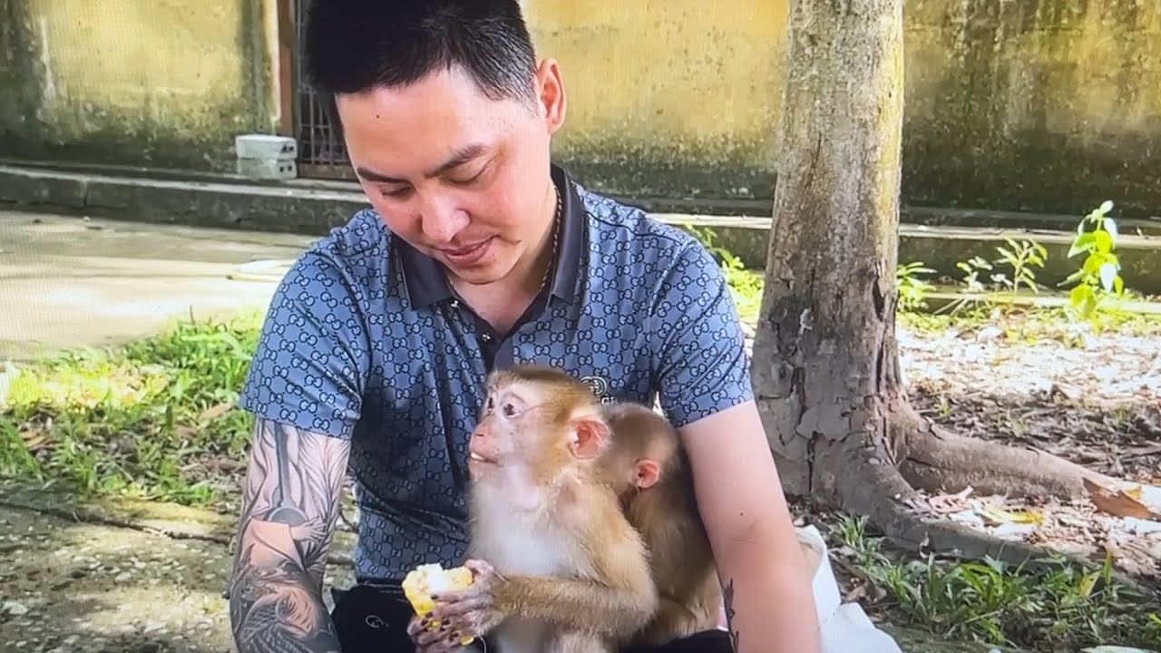 Monkey Caca eats with family . - YouTube
