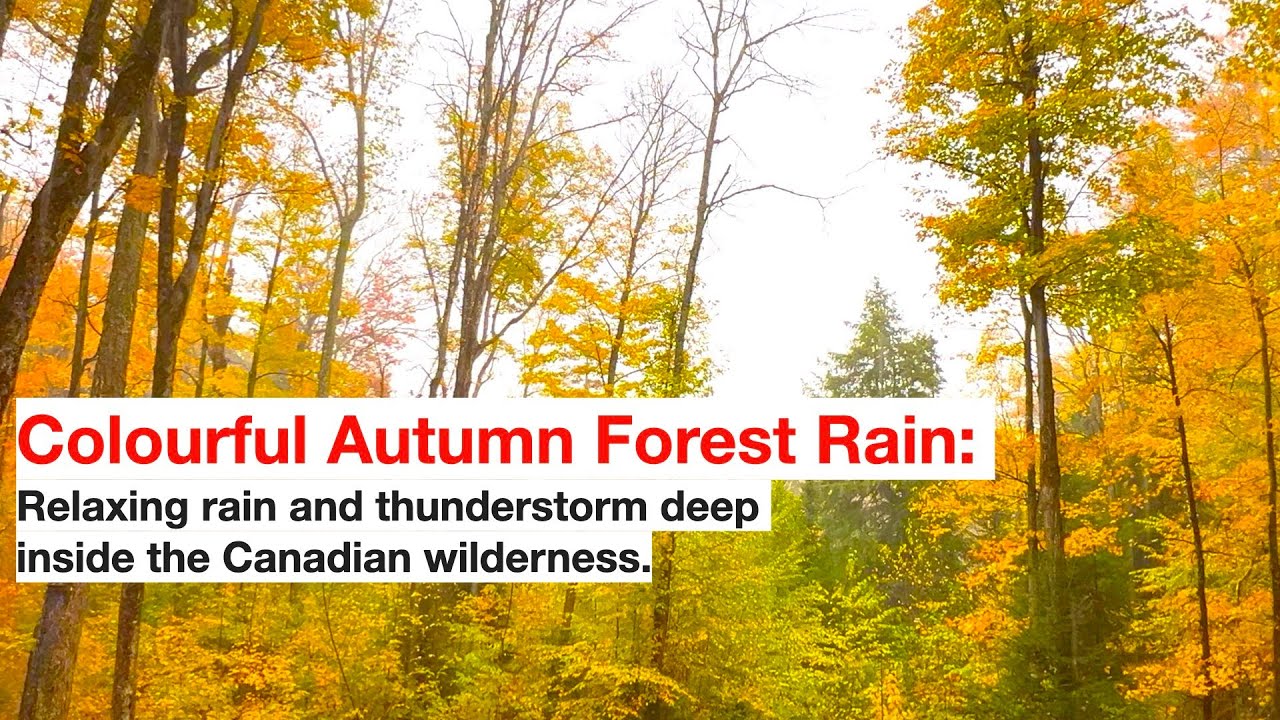 Colourful Autumn Forest Rain - Relaxing rain and thunderstorm deep ...