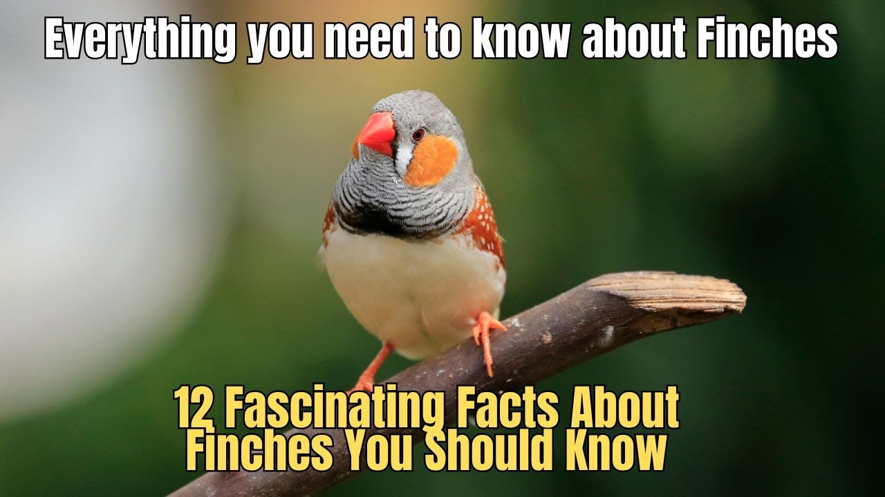 🐦 12 Fascinating Facts About Finches You Should Know 🔥 Finches Bird ...