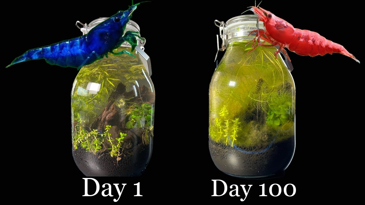 How to make an enclosed shrimp ecosphere in a jar - YouTube