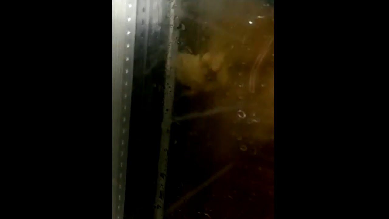 Real Life Mothra - YouTube