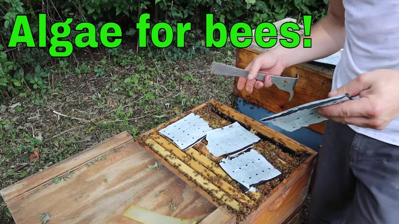🔵Algae pollen patty trial. (Healthy bees patties) - YouTube