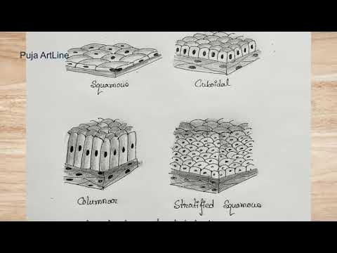 Diagram of Epithelial tissues/How to draw Epithelial tissues/Biology ...