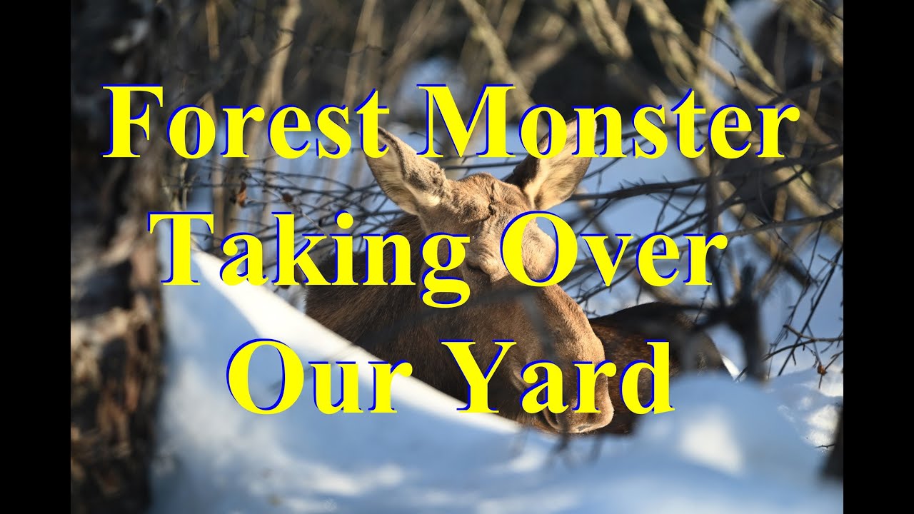 Large Forest Creature Comes to Visit - YouTube