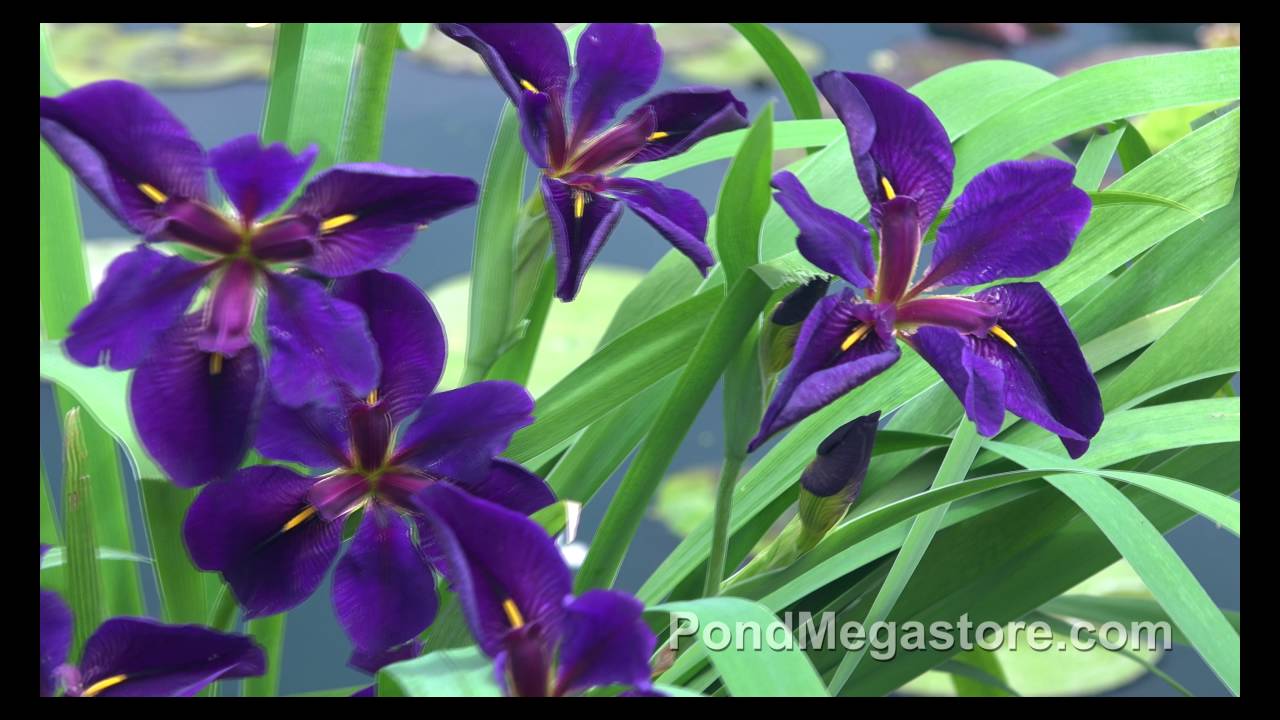 Iris Bog Black Gamecock Louisiana Pond Megastore Bog Filter Plants 4k ...