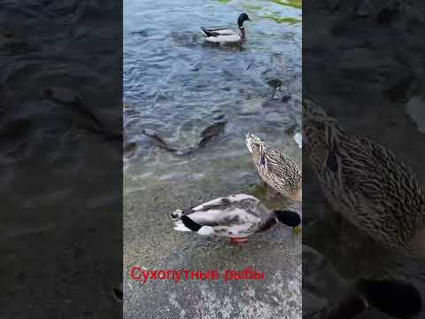 Рыбы vs Утки