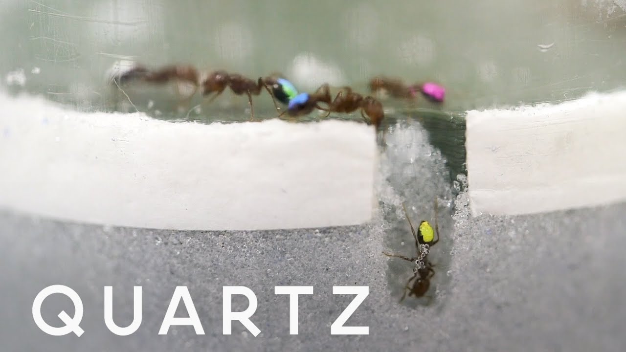 Fire ants can teach robots about teamwork - YouTube