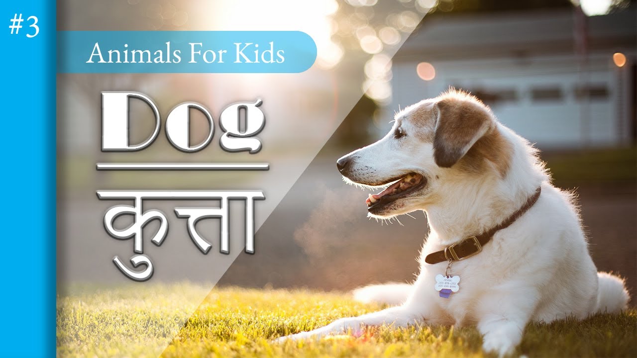 Dog for Kids: Learn All About Dog . Animal Series EP-3 #dog #forkids # ...