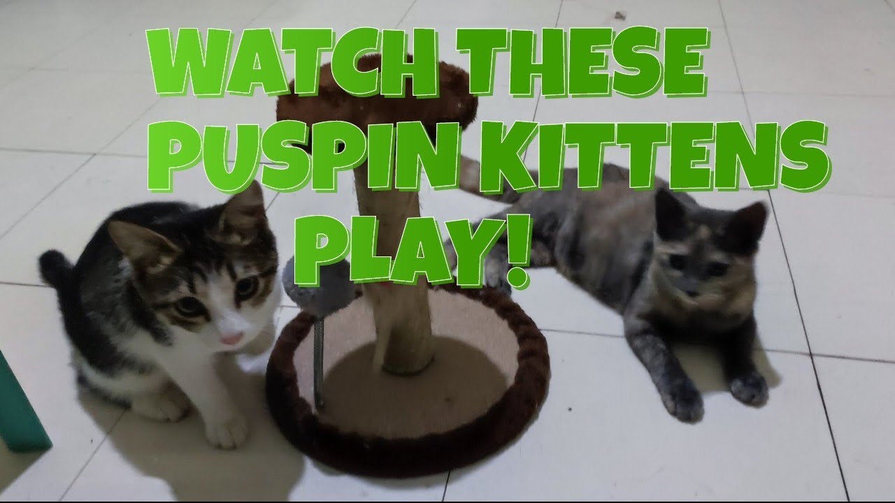 Puspin Kitten Chaos: The Cutest Craziness Ever! #kitten - YouTube