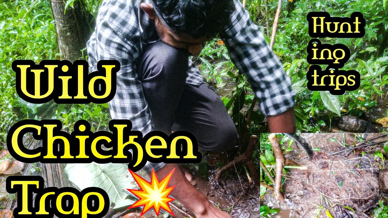 Wild Trap Amazing.How To Make Birds Trap ? so easy 💯 work my tutorial ...