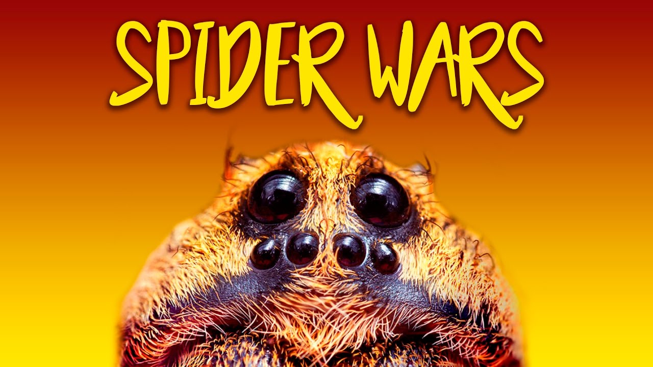 SPIDER SIMULATOR GAME - Spider Wars Gameplay - YouTube