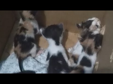 Live Nyusui Anak Kucing Yatim 😭