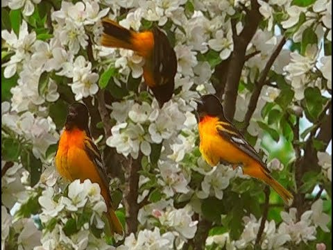 Oriole De Baltimore Son Chant Mélodieux / Baltimore Oriole Sound ...