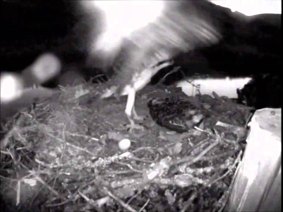 Nelson BC Osprey Arrow gets a little air 5:03am PDT 8-5-2015 - YouTube