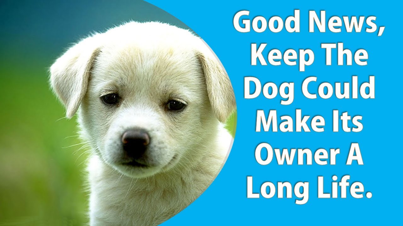 Good News, Keep The Dog Could Make Its Owner A Long Life - YouTube