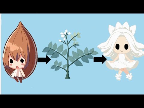 How Plants Grow {Animation} - YouTube