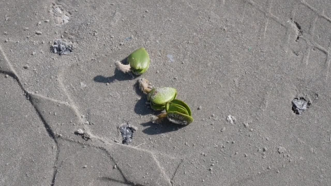 Seen green seeds on the beach lately? Here's how they help the Texas ...