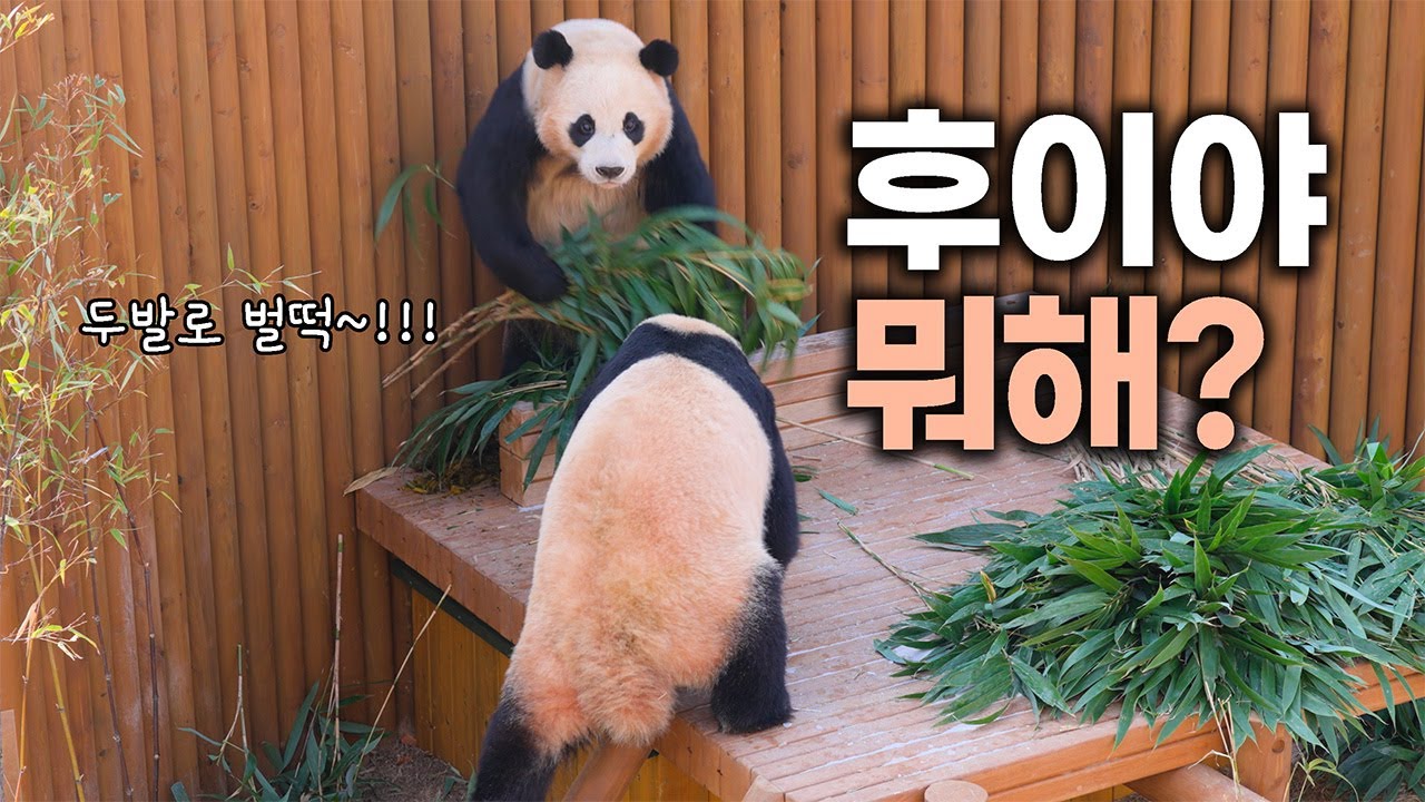 후이야 왜그래?! 맹수지만 귀엽기만 한 막둥이 🤣 I Hui, what's up with?! Hui is a beast, but ...