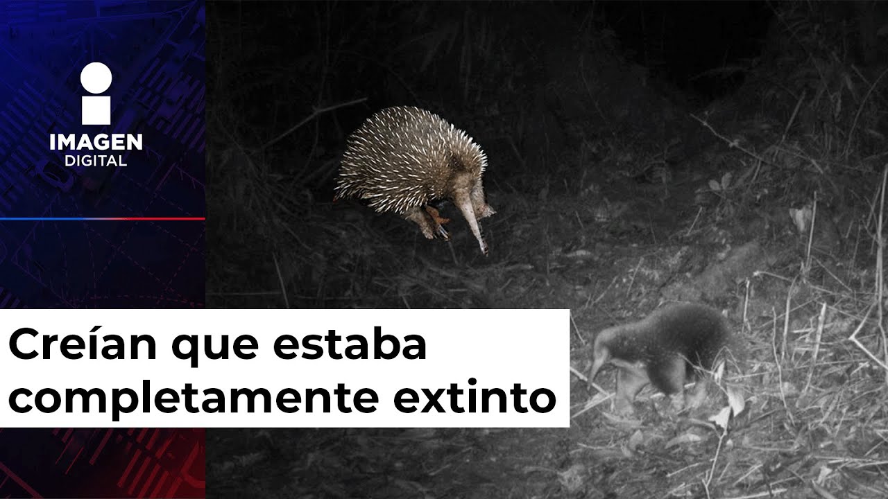 Científicos redescubren a animal que se creía extinto; así lo captaron ...