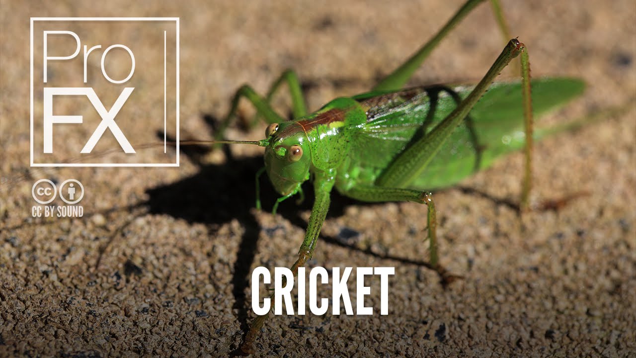 Cricket sound effect | ProFX (Sound, Sound Effects, Free Sound Effects ...