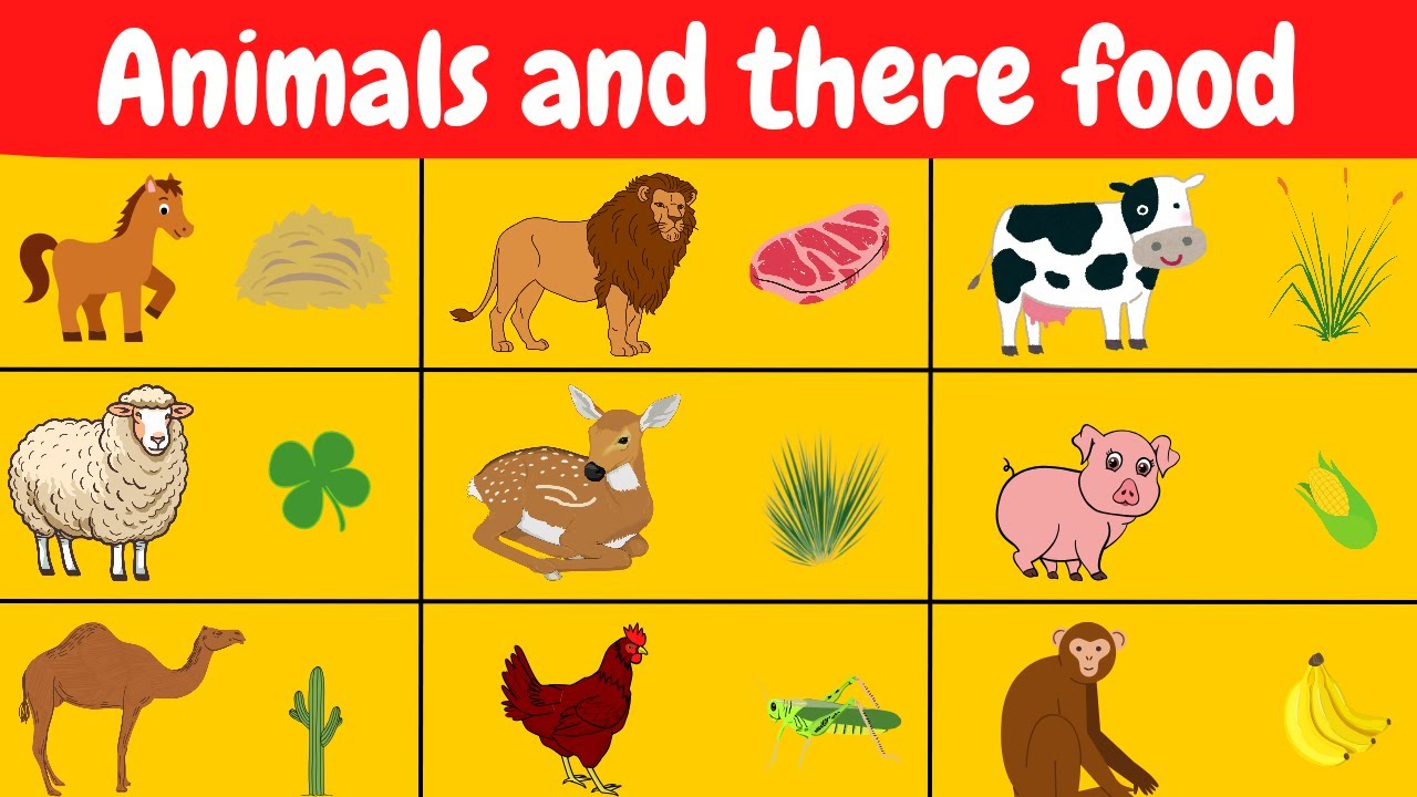 Animals and their favorite foods| learning videos for kids| - YouTube