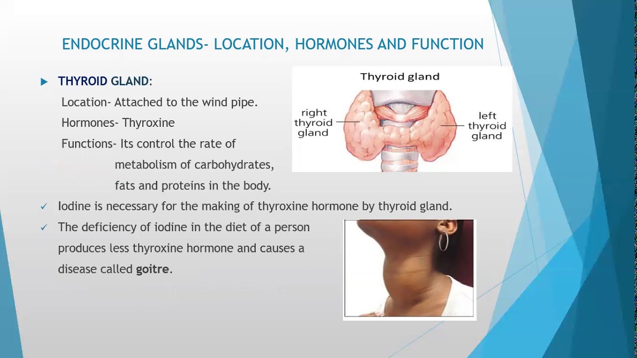 HORMONES- Characteristics of Hormones and its function. - YouTube