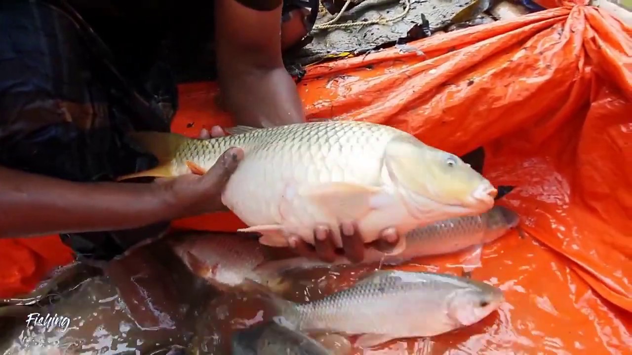 fly Cast Net Fishing - Best Net Fishing Video - Carp Fishing(2) - YouTube