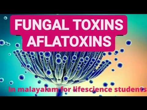 FUNGAL TOXINS || PART-2 || AFLATOXINS || READYNOTES AVAILABLE || FOR ...