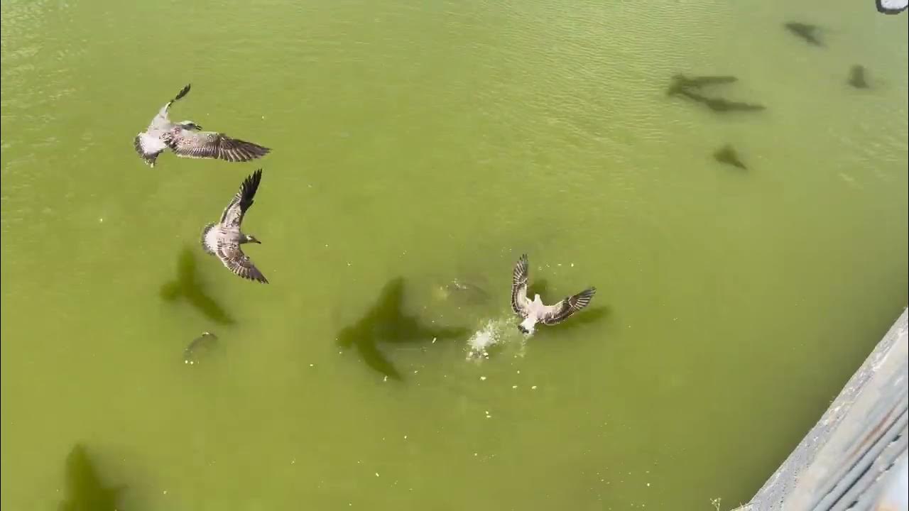 Чайки слетаются на кормление Youtube