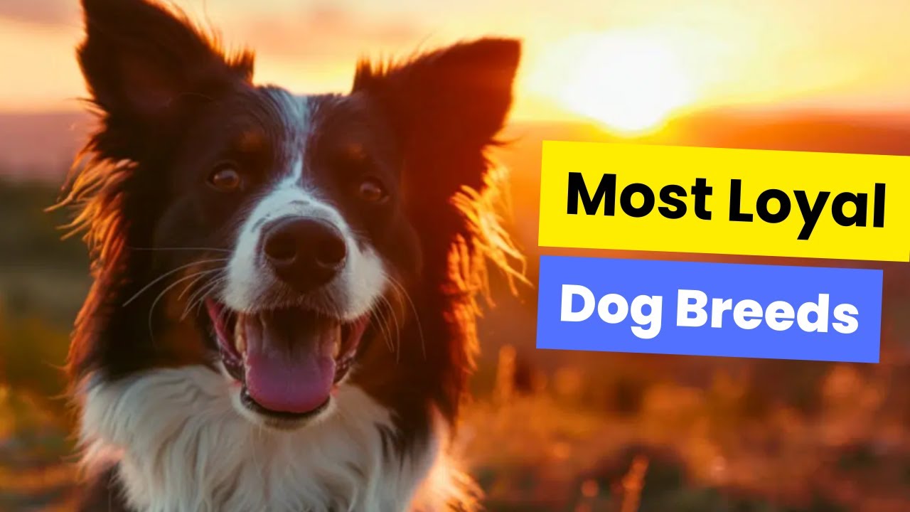Top 10 Most Loyal Dog Breeds: The Ultimate Companions - YouTube