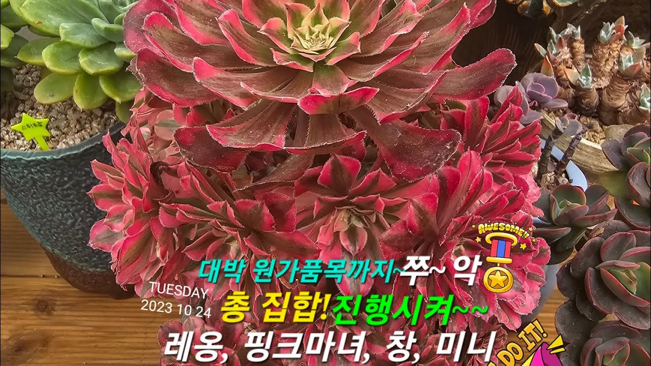 2023년 10월24일多肉植物국민다육 방문구매3개5000원선녀와나무꽃화분다육신상안내다육금화분택배다육택배다육이다육식물인천다육多肉植物 Youtube