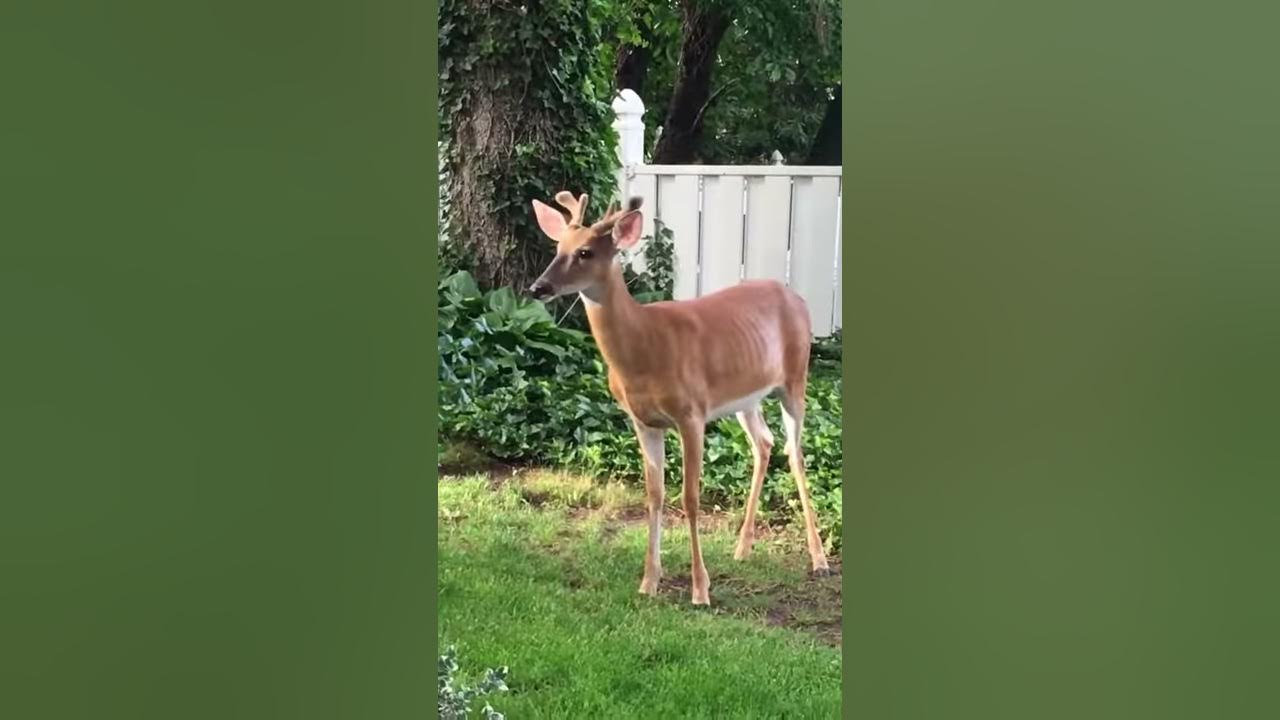 Get Out Deer YouTube get-out-deer-youtube