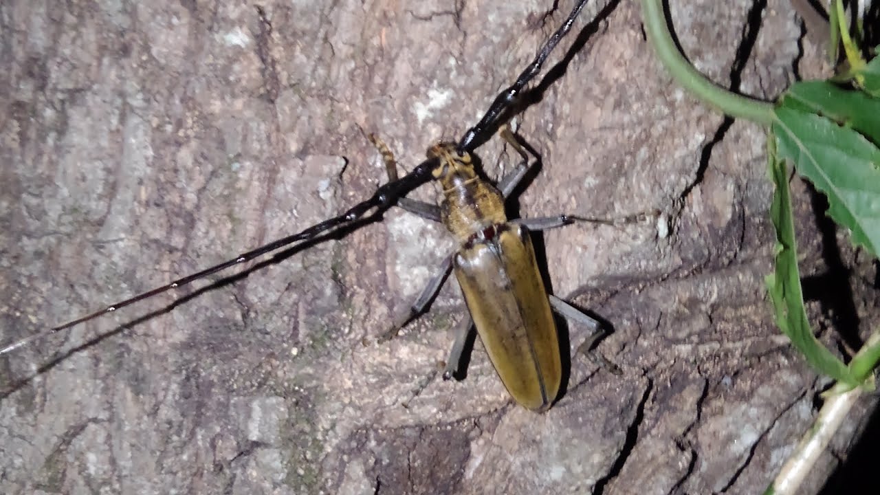 летние жуки. #жук #жуки#カブトムシ #жукносорог #beetle #insect #insects # ...