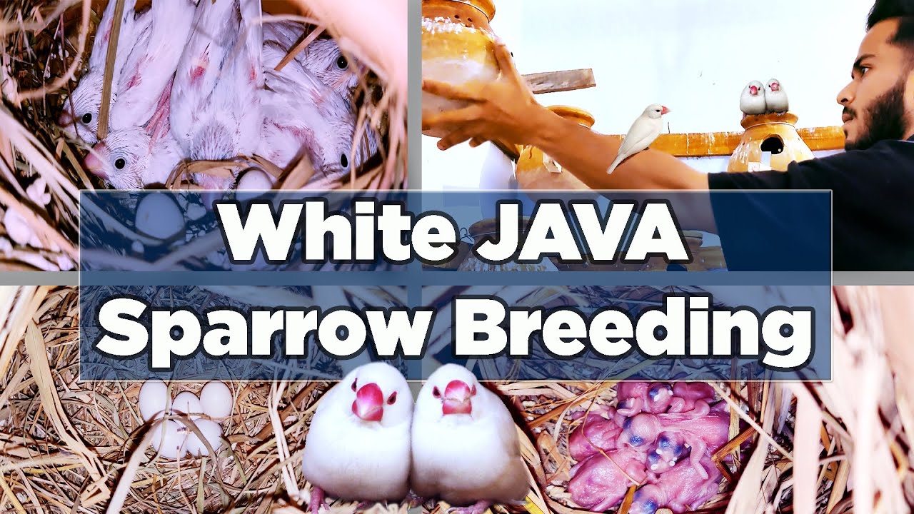 White Java Sparrow Breeding | জাভা পাখির কলোনীতে ডিম ও বাচ্চা 😍 - YouTube