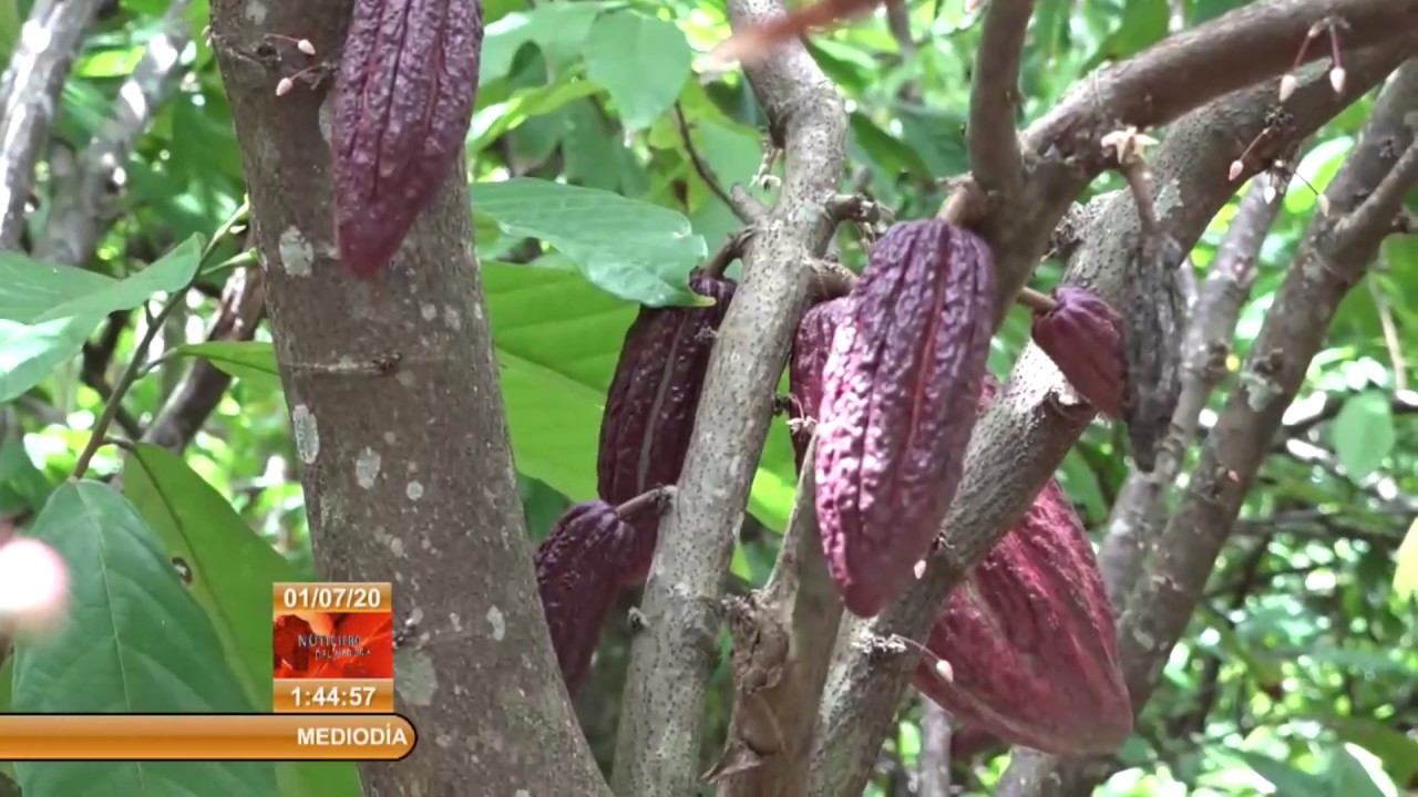 Cultivo del cacao en Cuba por mejor rendimiento - YouTube