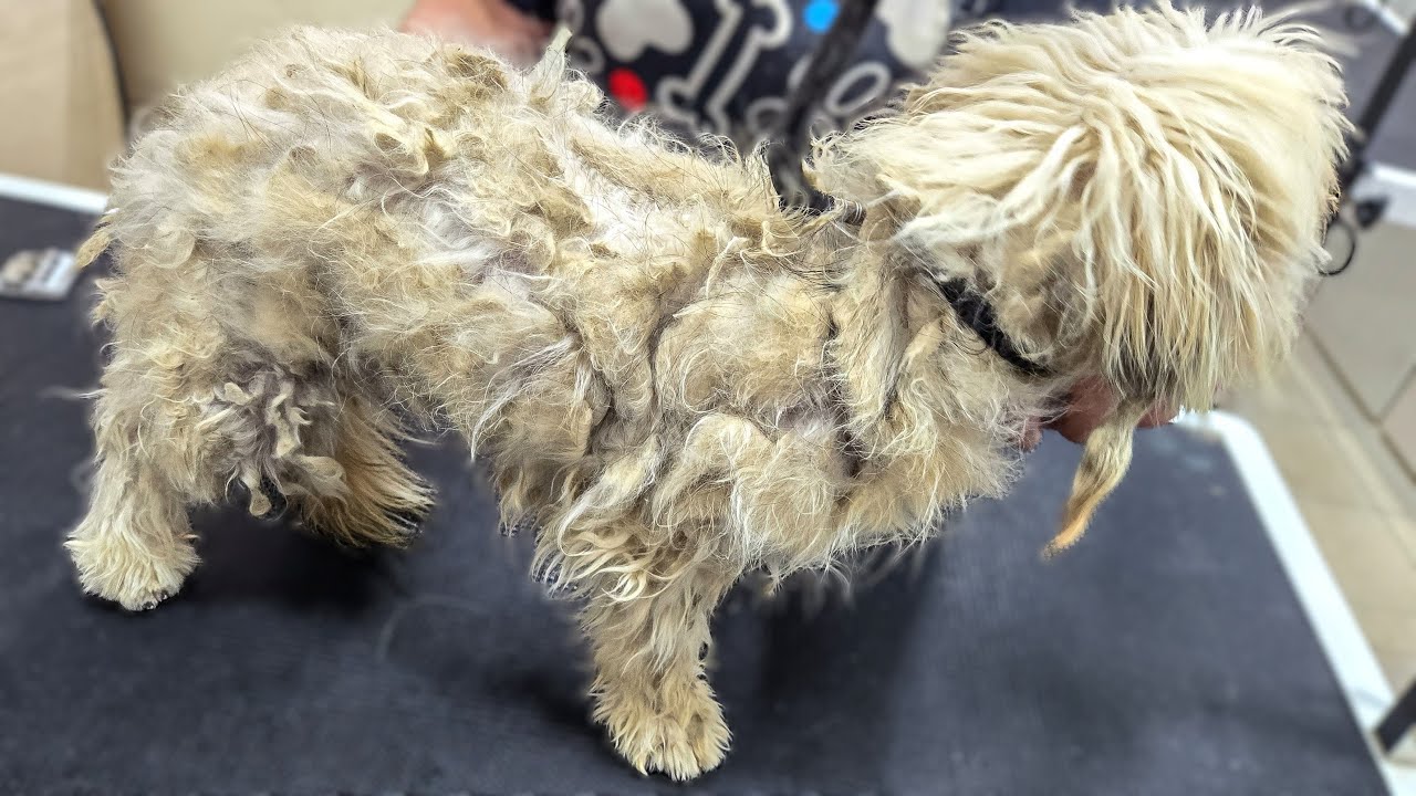 Severely Matted Dog Gets Full Grooming Transformation | Heartbreaking ...