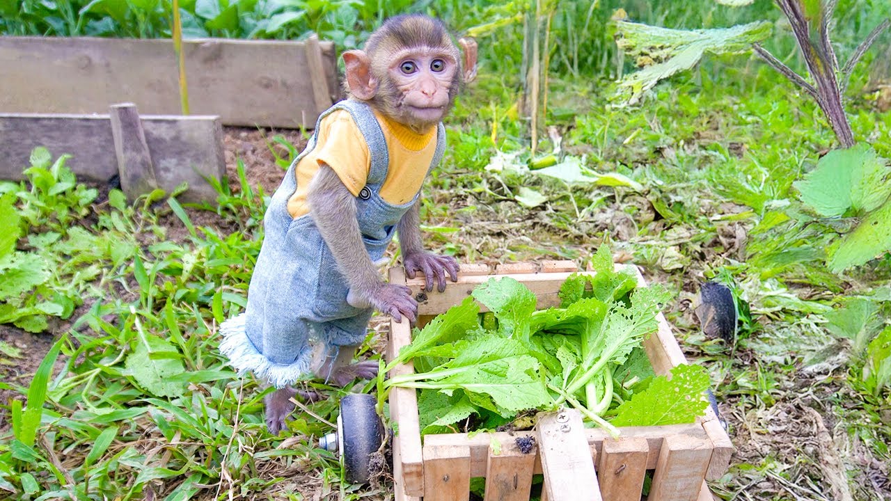Baby Monkey MiMi Picks Vegetables and Sells Them at the Market! - YouTube