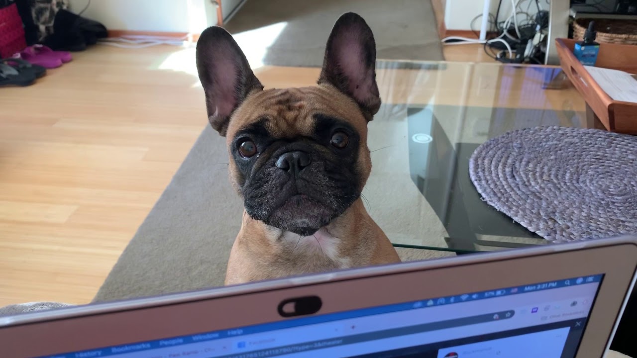 Whiny French Bulldog ( Frenchie growling) - YouTube