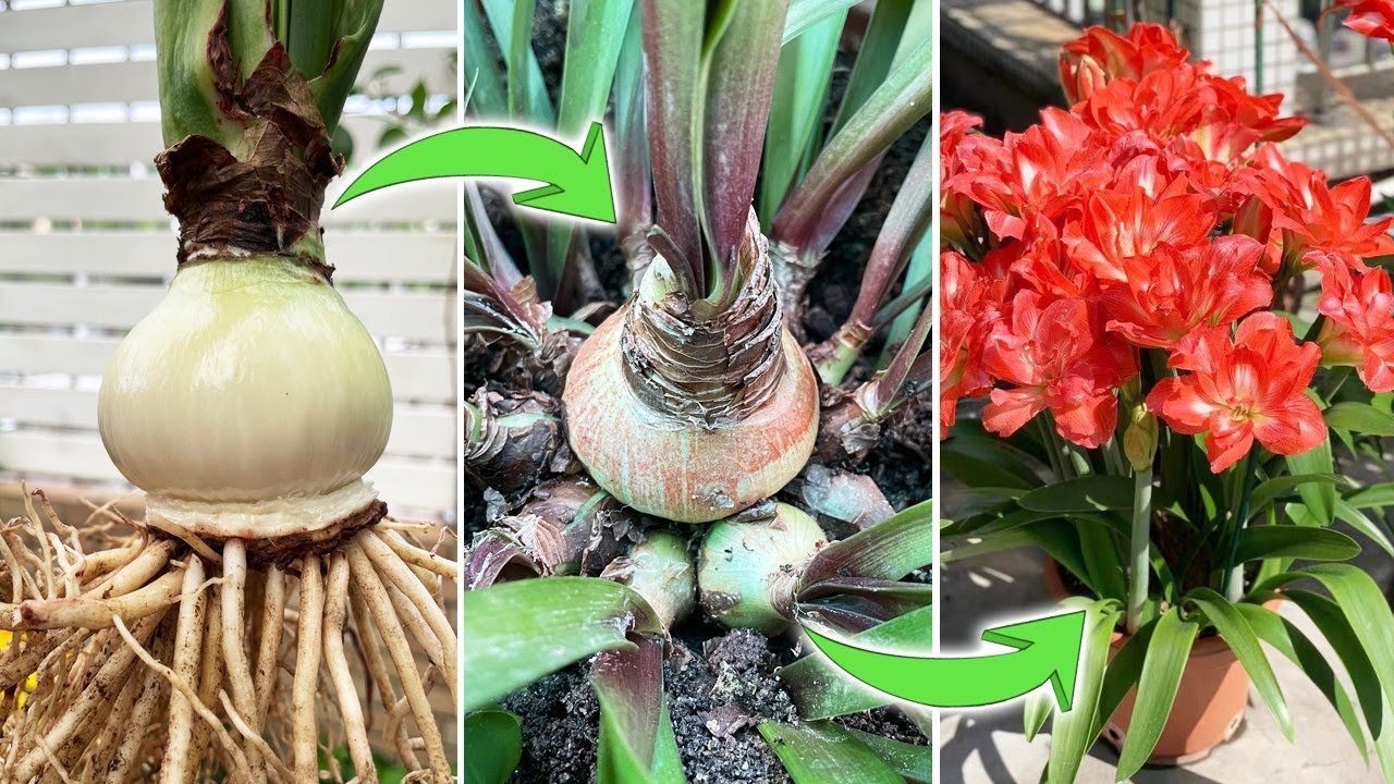 Can it Make Amaryllis Grow Bulblets? | A Test of Plant Hormone on ...