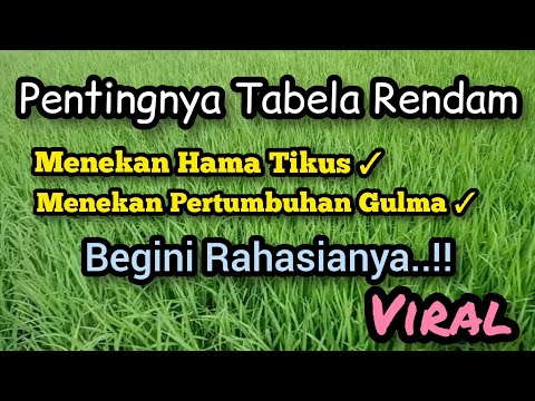 Semua petani penasaran tentang tabela basah, ternyata begini tehniknya,,!!!