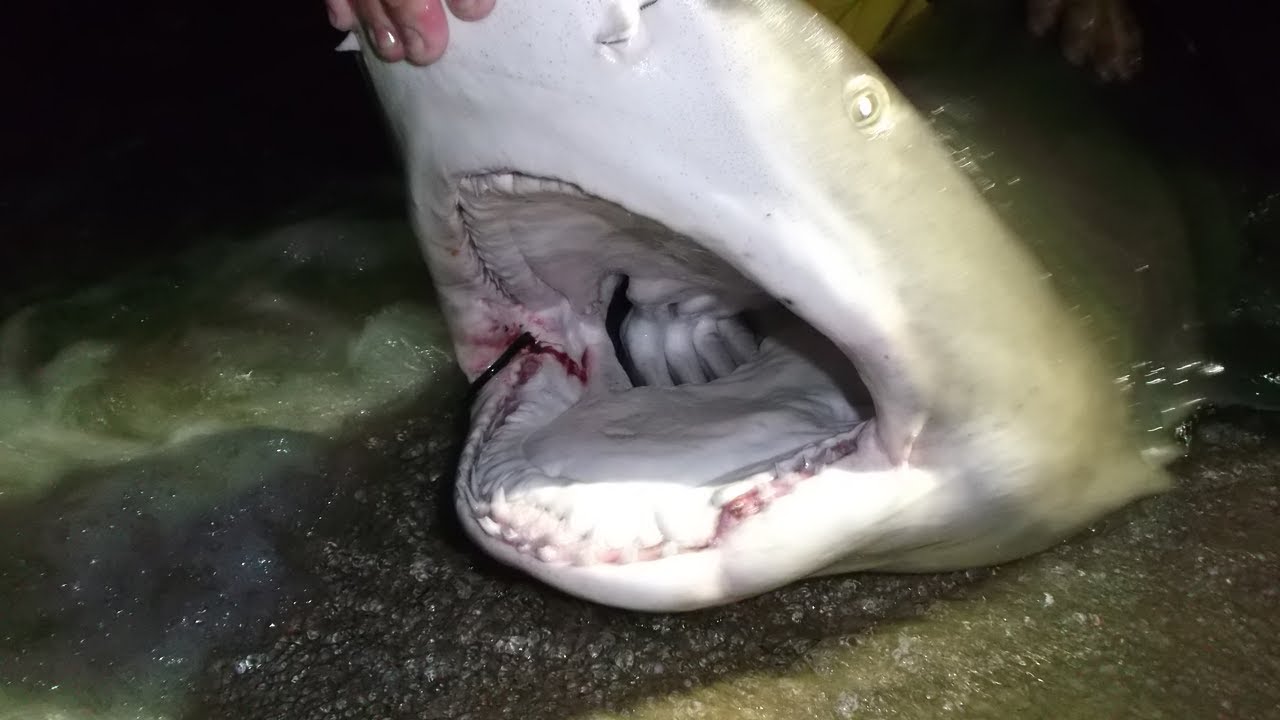 9' 1" Lemon Shark - Pier Fishing - YouTube