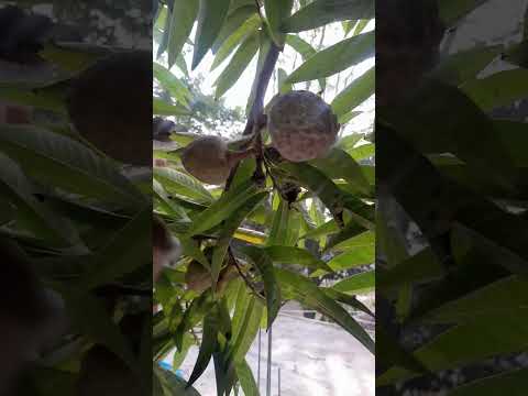 Pure desi species of Ata fruit Please ️ Subscribe My Channel. ️ - YouTube