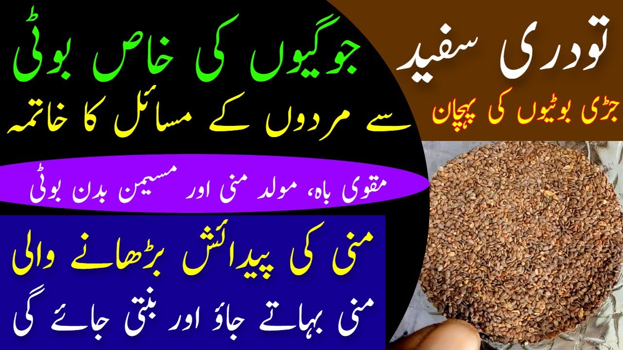 Todri Sufaid Ke Khas Fayde || White Wall Flower Health Benefits ...