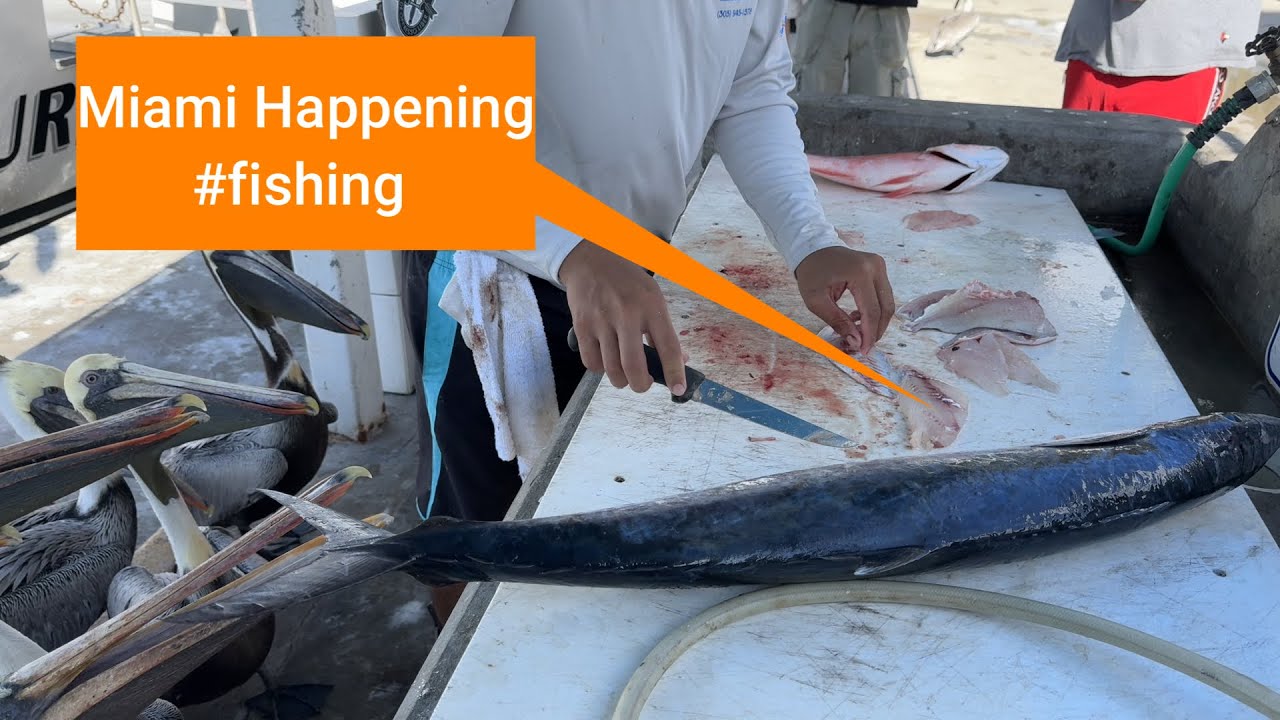 Miami happening #fishing - YouTube