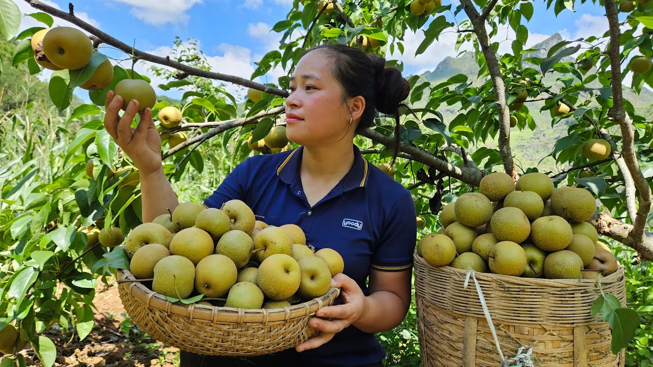 Harvesting Pears Garden Goes to the market to sell - Take Care Poultry ...