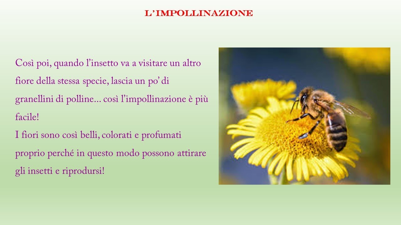 Scienze: L' Impollinazione e la fecondazione del fiore - YouTube