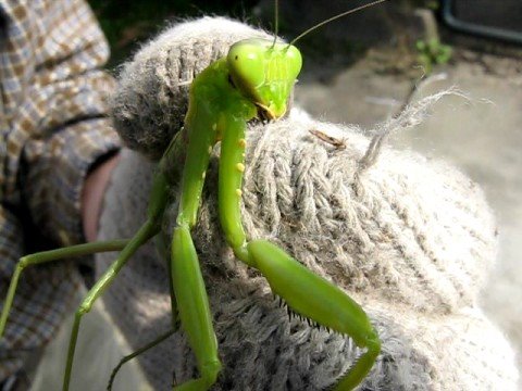 My Chinese Pet: A Praying Mantis - YouTube