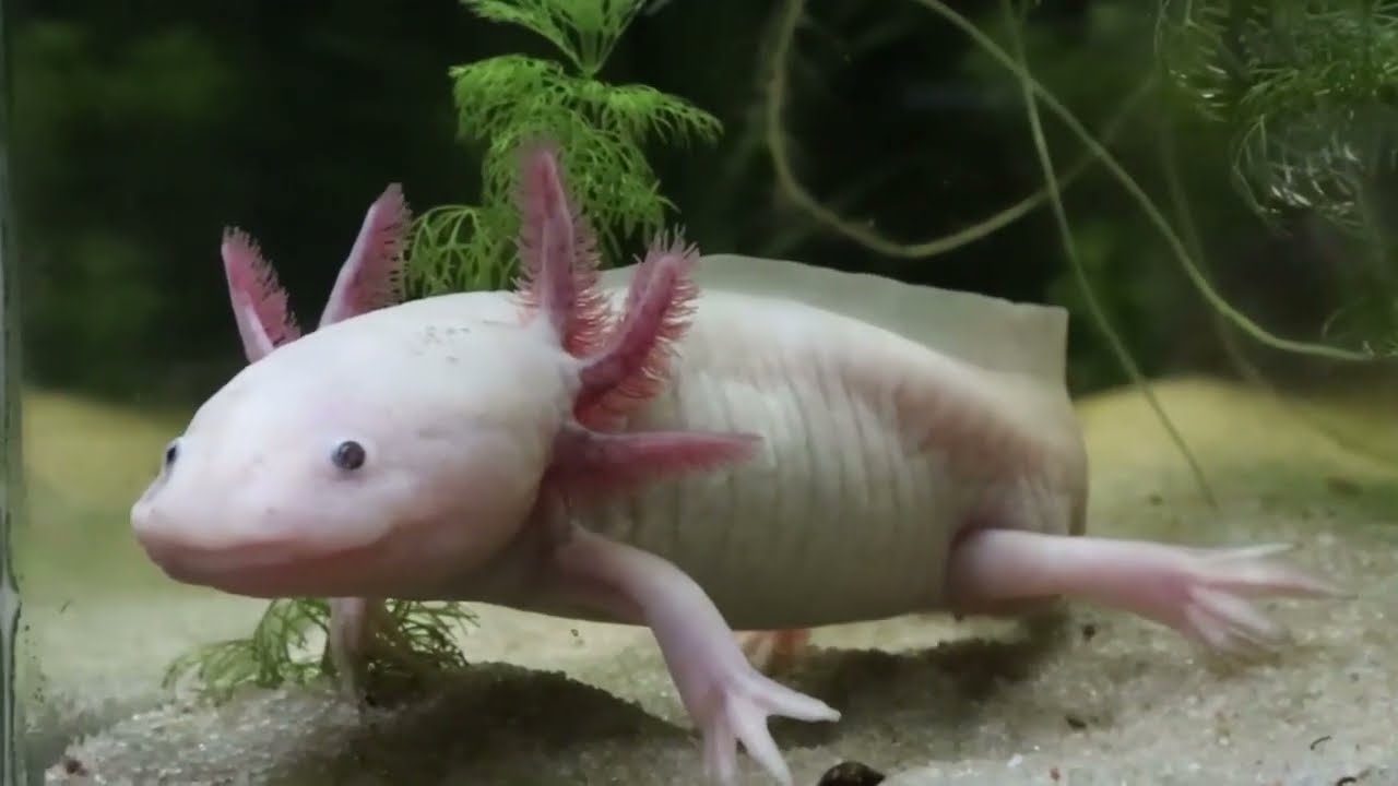 ikan dengan bentuk paling aneh di dunia.top 10 - YouTube