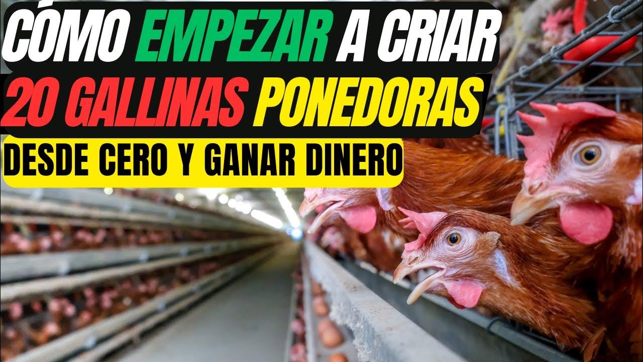 Cómo Empezar a Criar 20 Gallinas Ponedoras Y GENERAR DINERO - YouTube